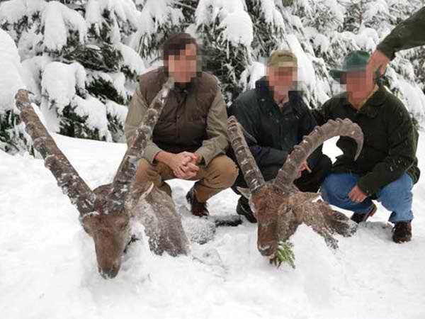 AlpineIbex.com - Alpine Ibex